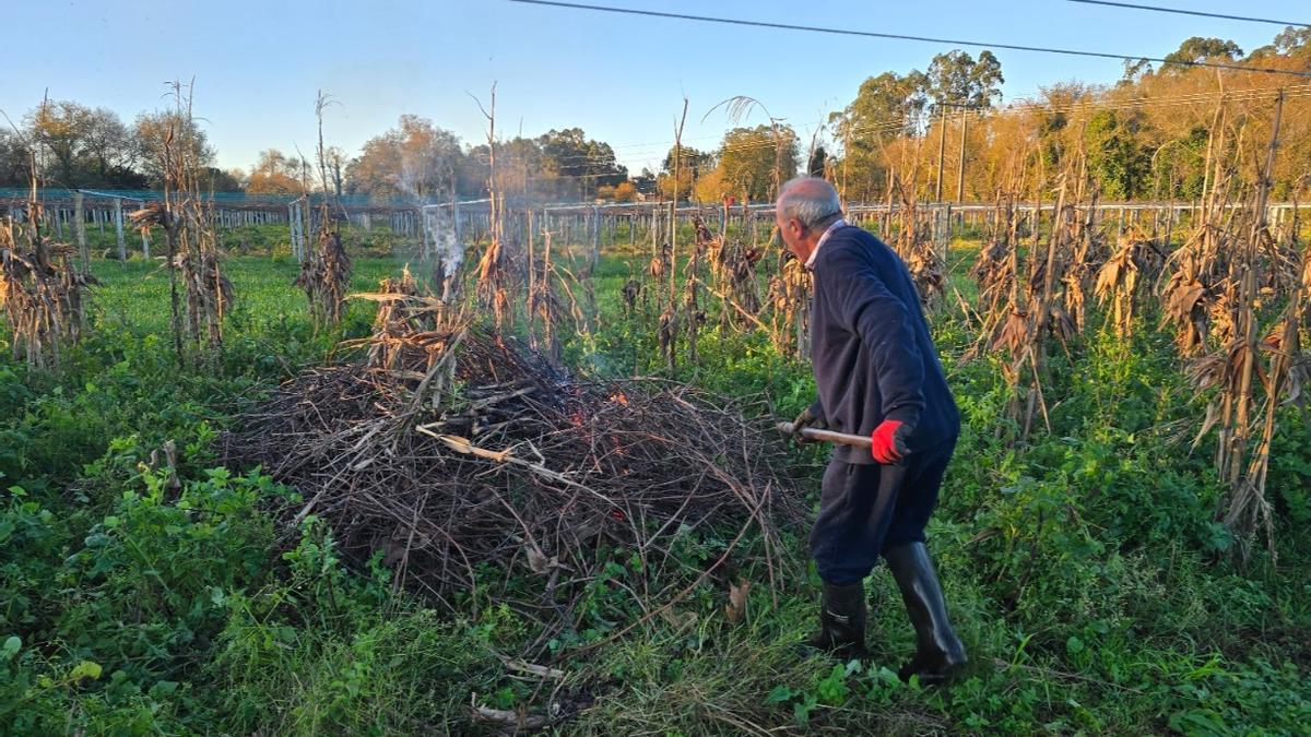 La madrugadora poda del viñedo alcanza su ecuador