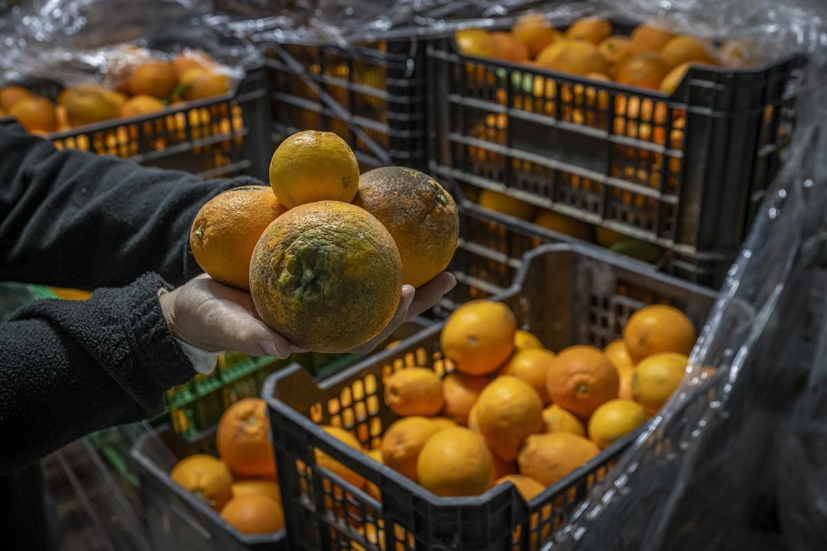 Empresas que dan una segunda vida a los alimentos ‘feos’: Los casos de ...