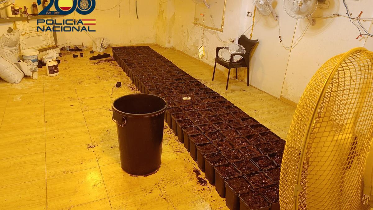 PLANTACIÓN DE MARIHUANA EN ELDA | Desmantelan en Elda una plantación de "maría" en una vivienda ...