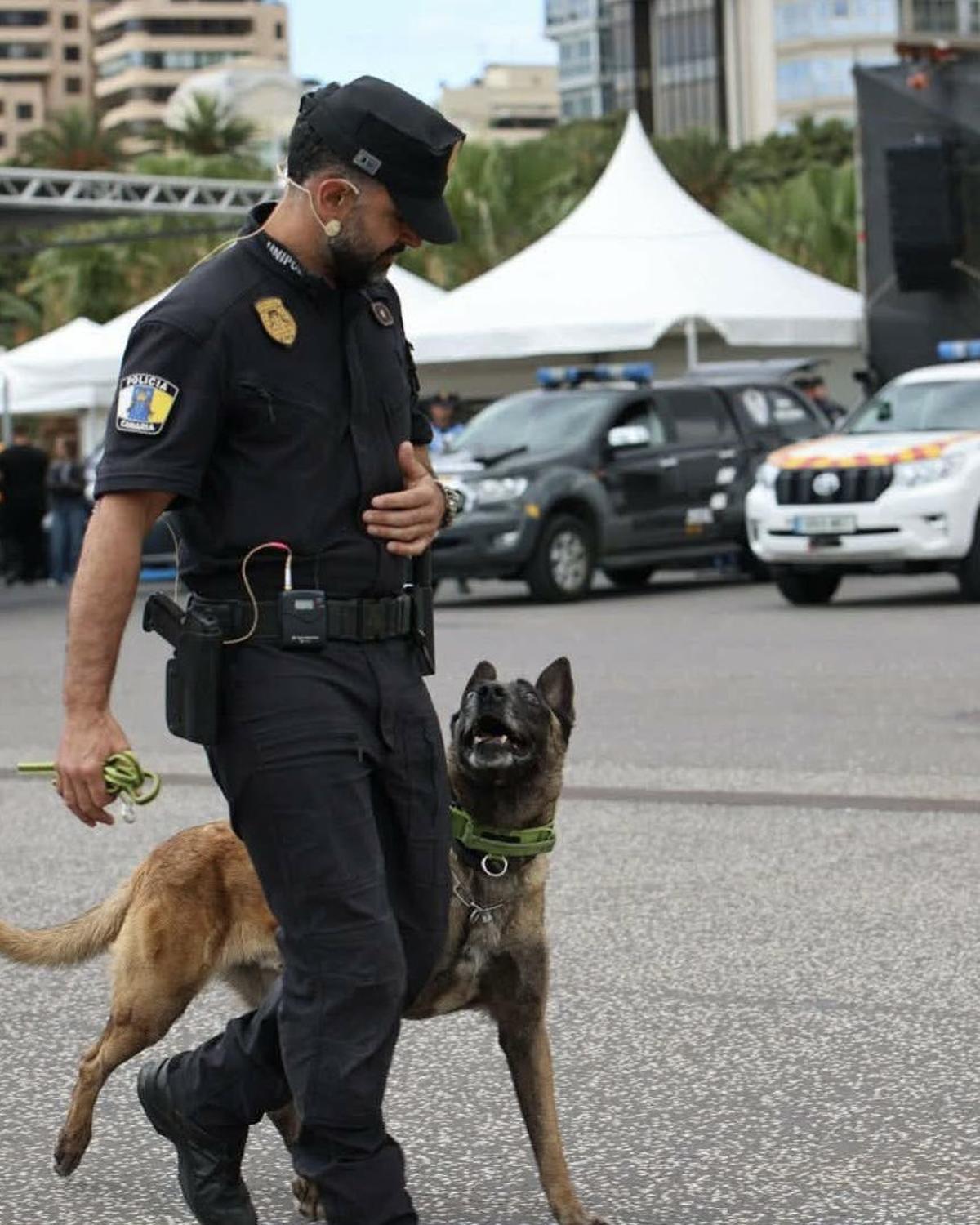 'Teno', miembro de la Unidad Canina de la Policía Local de Santa Cruz ...