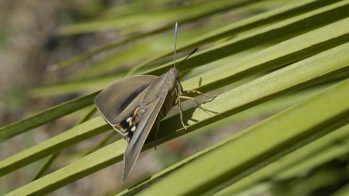 Hallado cambio apareamiento de polillas como el de las mariposas