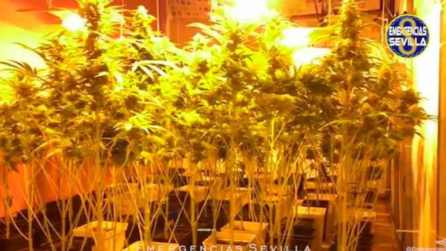 La Policía desmantela dos plantaciones de marihuana en Almería