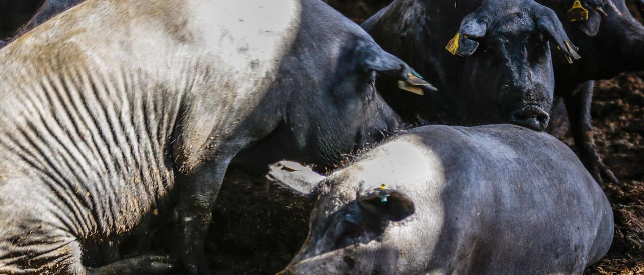 Las granjas de cerdos deberán tapar las balsas de excrementos antes de ...