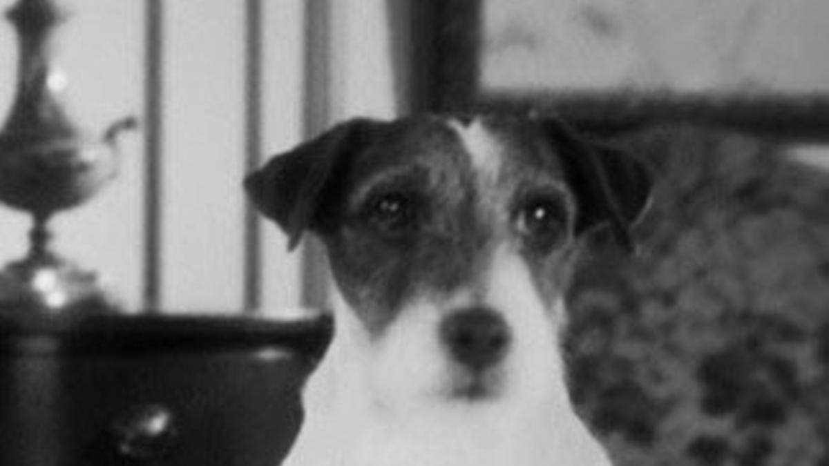 Uggie, una vida de perro
