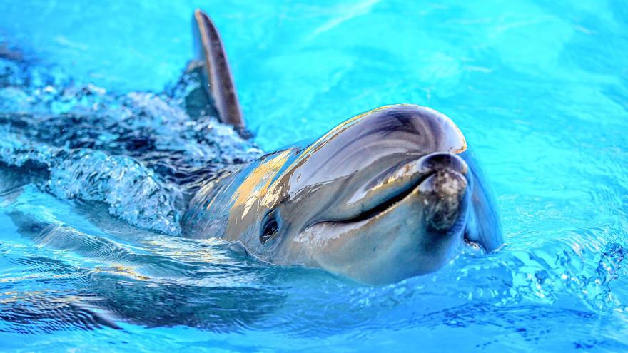 Música para delfines - Información