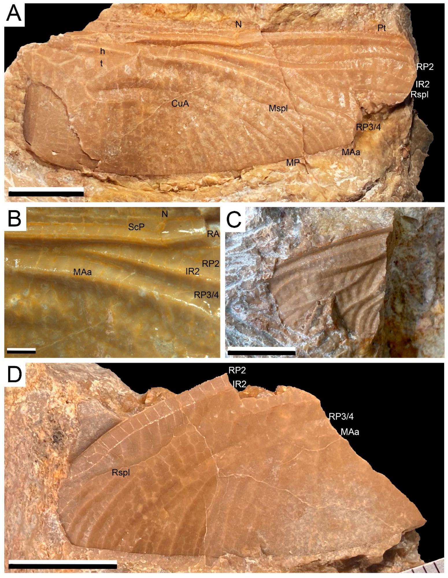 La Universidad de Vigo halla los primeros fósiles de libélulas del ...