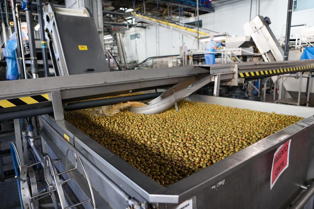 ACEITUNAS SERPIS EMPLEO | Aceitunas Serpis mantiene su raíces laborales ...