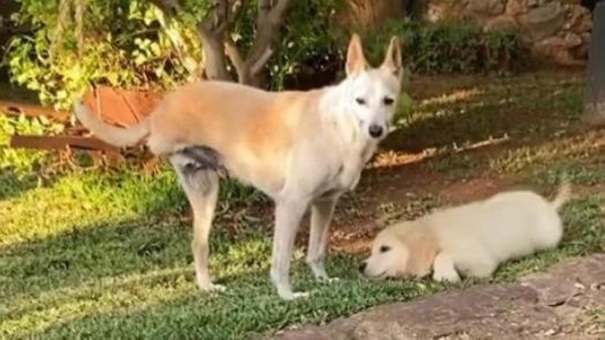 PERRO CENTENARIO | La historia de 'Vagabundo', el perro más viejo de ...