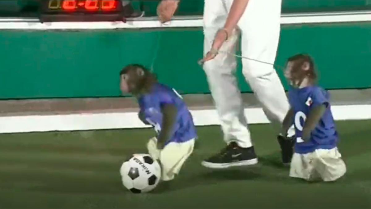 El vídeo que no te puedes perder: un partido de fútbol entre monos para ...