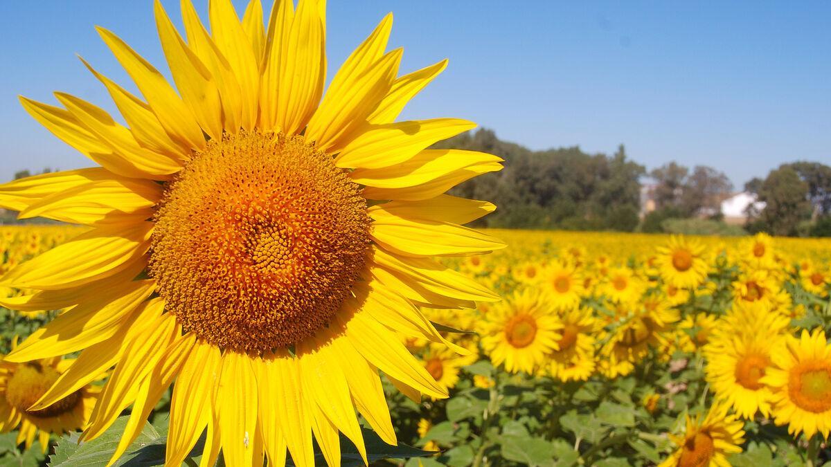 ¿Cuándo y a qué hora comienza la Primavera 2021?