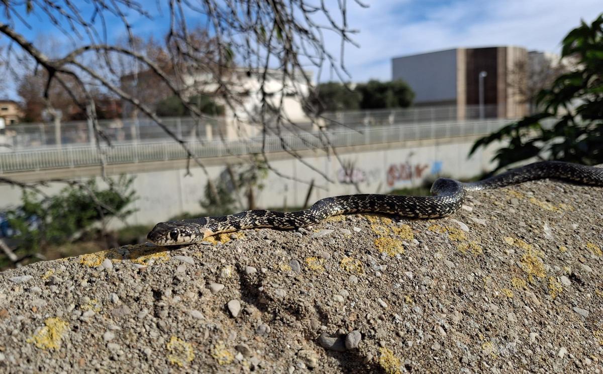 La fauna de la Marina está loca, loca, loca | Zorros a plena luz del ...