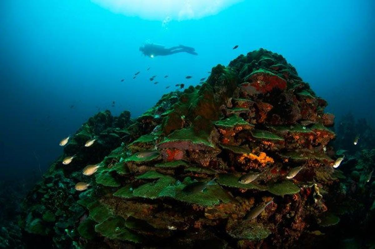 El Caribe desde la profundidad de sus aguas - Viajar