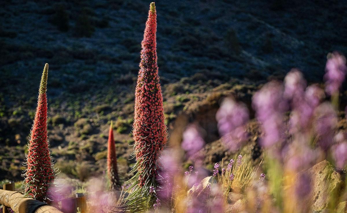 Explosión de color en el Teide