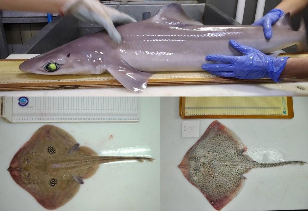 La población de tiburones y rayas de Balears muestra signos de recuperación