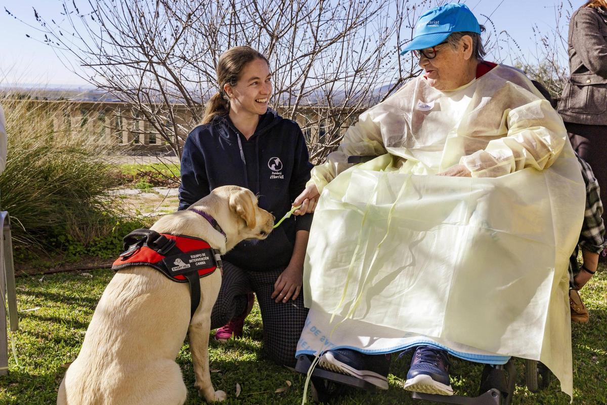 FOTOS | Los perros terapéuticos llegan a la sanidad pública de Baleares ...