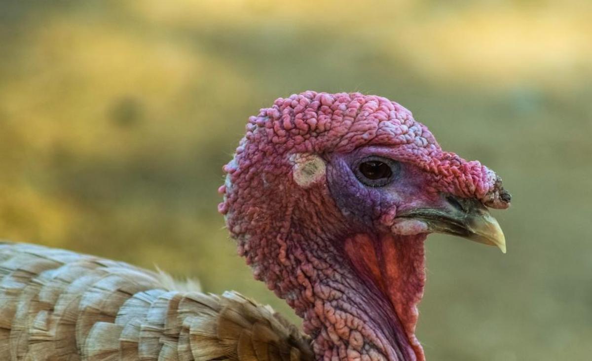 Un millar de pavos malheridos o muertos al salirse de la vía un camión ...