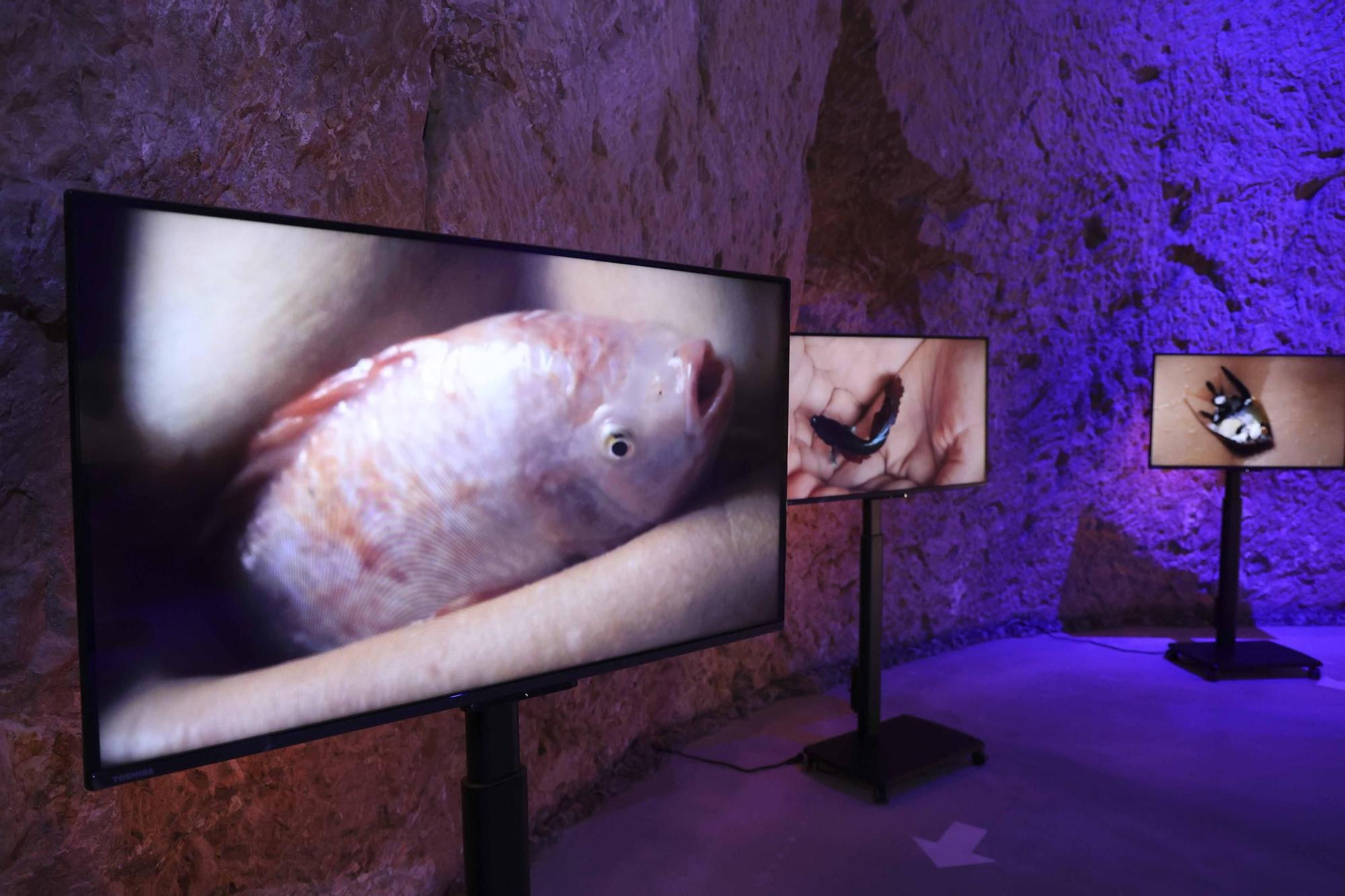 La artista costarricense Karla Solano instala "Origen" en la nueva sala ...