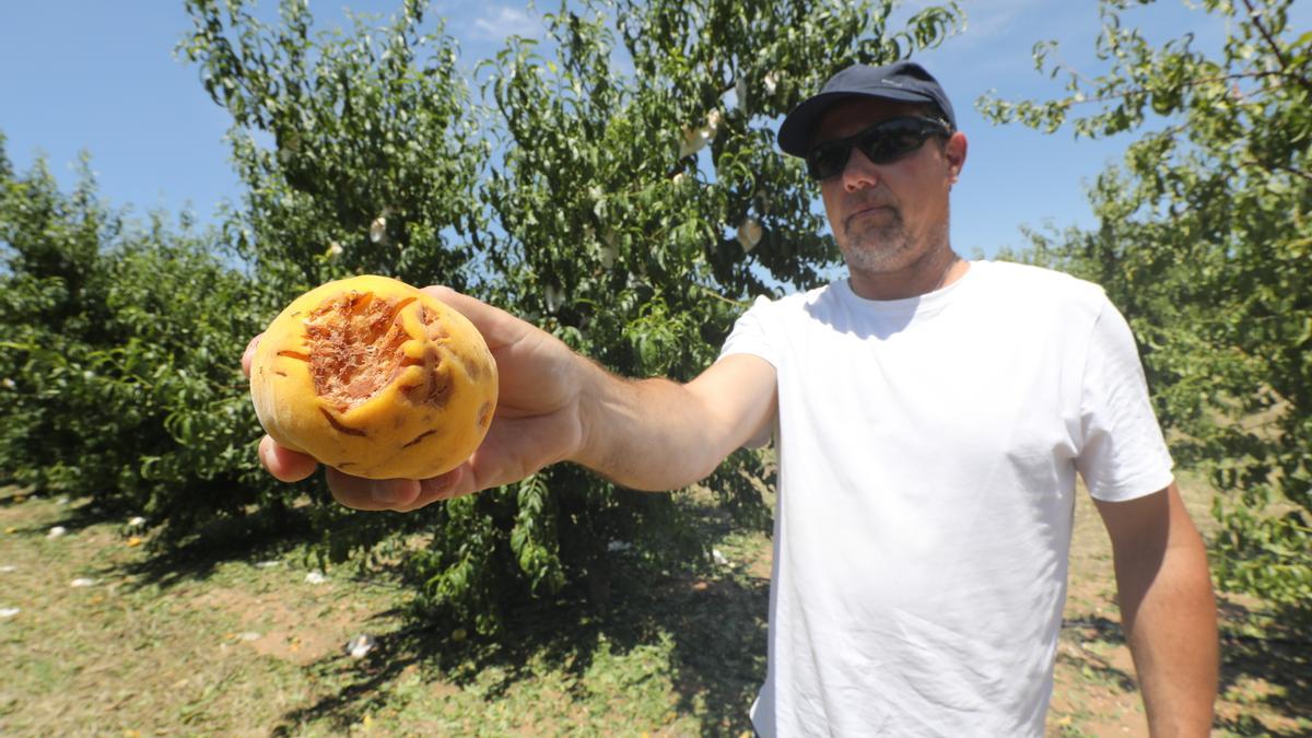 El último melocotón de Calanda