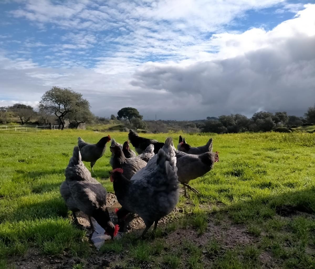 El auge de la Gallina Extremeña Azul
