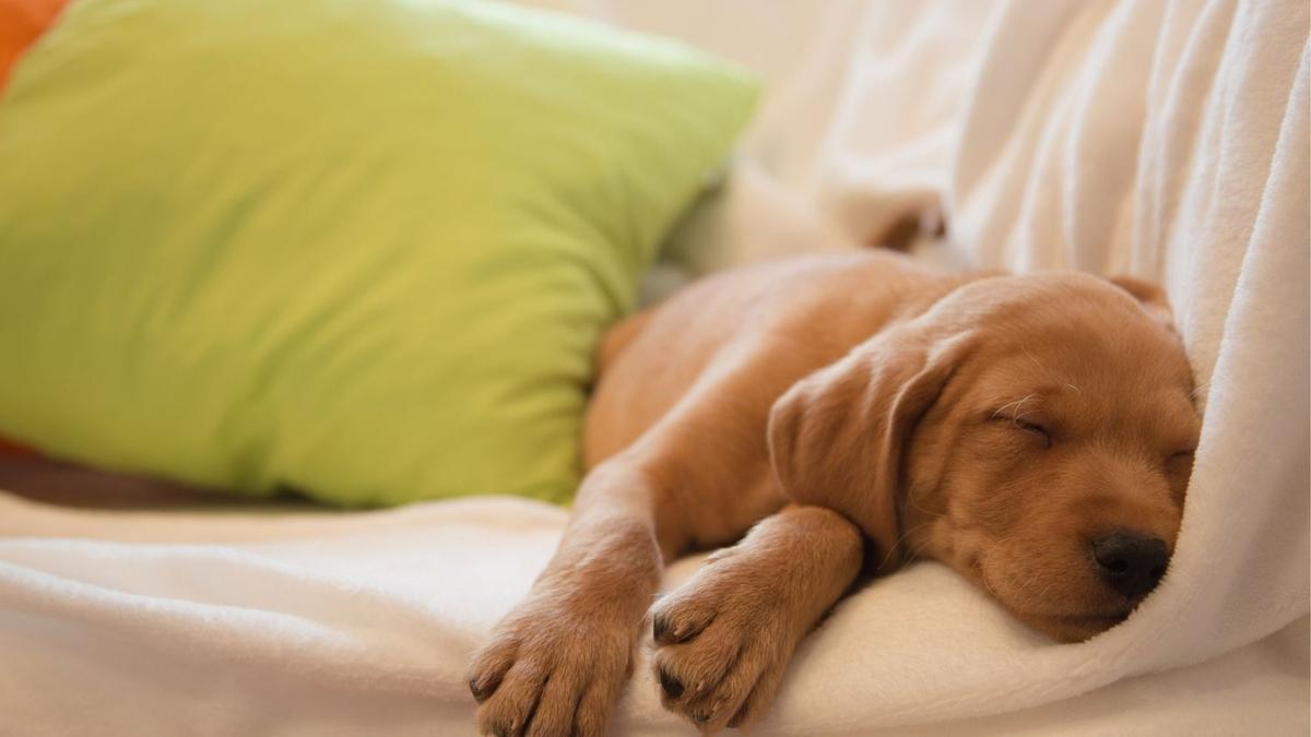 PERROS SIGNO ZODIACO | Este es el perro que te corresponde según tu ...