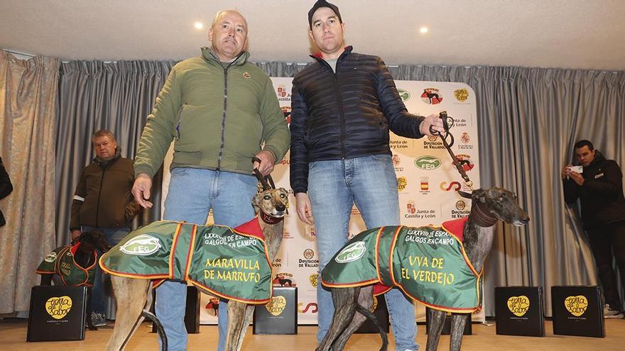 El Campeonato de España de Galgos llega a Nava del Rey con tres perras ...