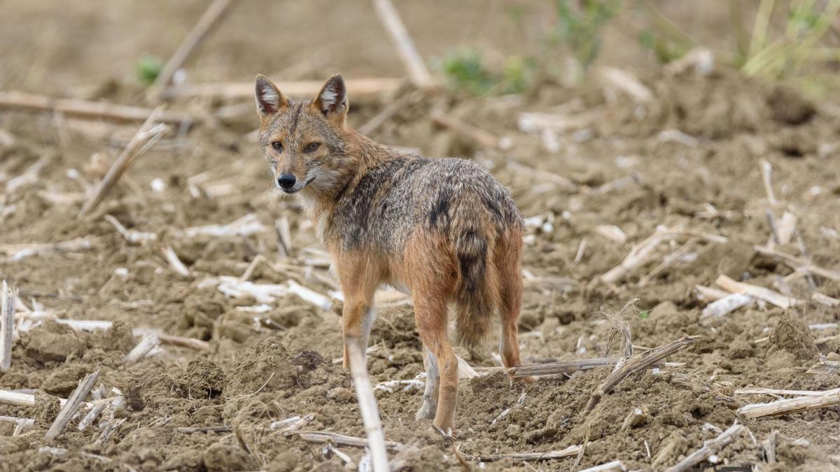 Nueva especie: el chacal dorado llega a España - Información