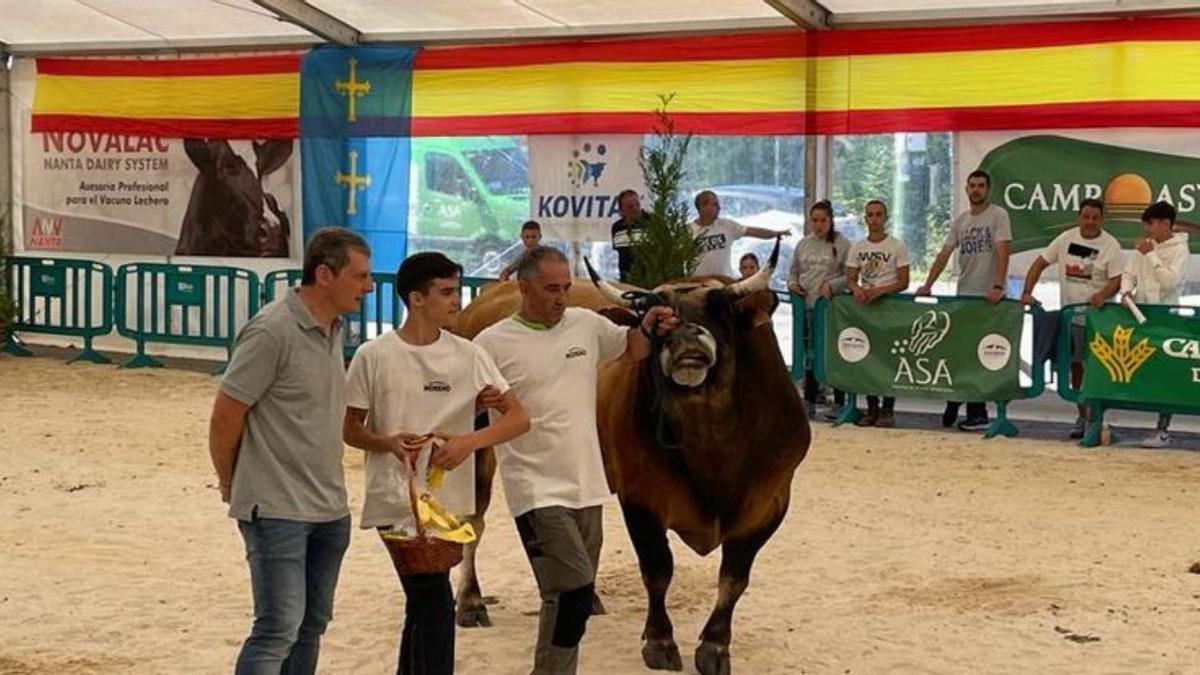 La raza frisona brilla en el concurso de ganado de Tineo, con más de ...