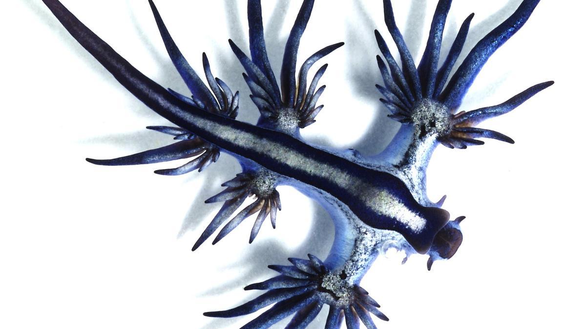 Encuentran en Alicante dragones azules detectados en Ibiza en 1705 por ...