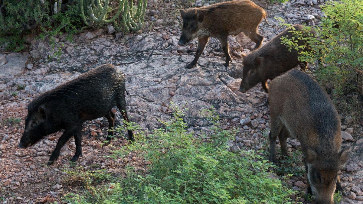 JABALÍS | Texas: a tiro limpio contra los jabalís