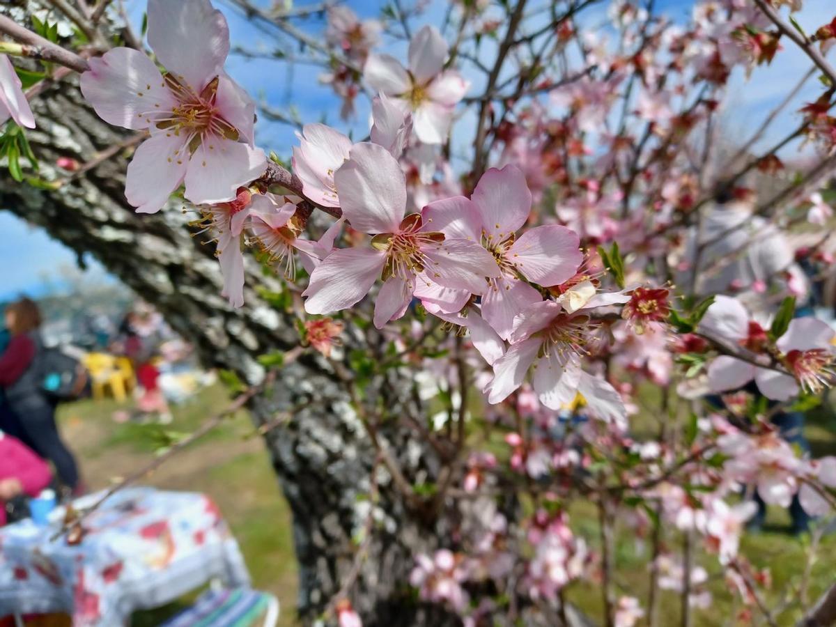 Fiesta | Garrovillas se viste de rosa y blanco: el Almendro en Flor ...