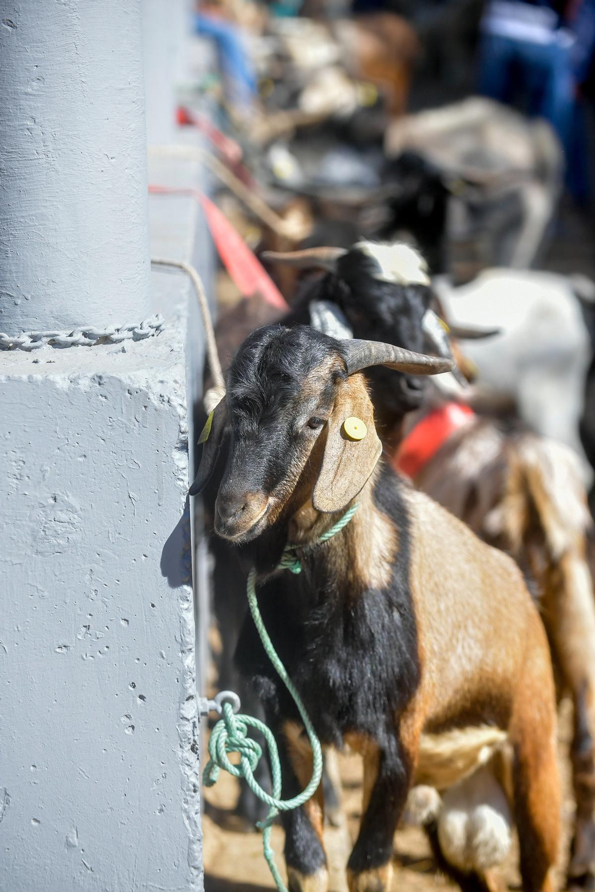 FOTOS: Feria de ganado en Moya