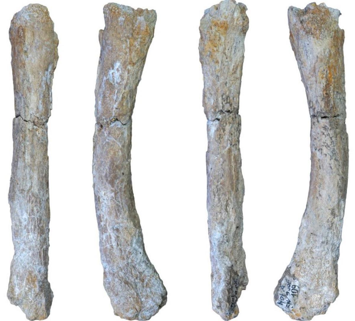 Los leones de las cavernas vivieron hace más de 600.000 años en el sur ...
