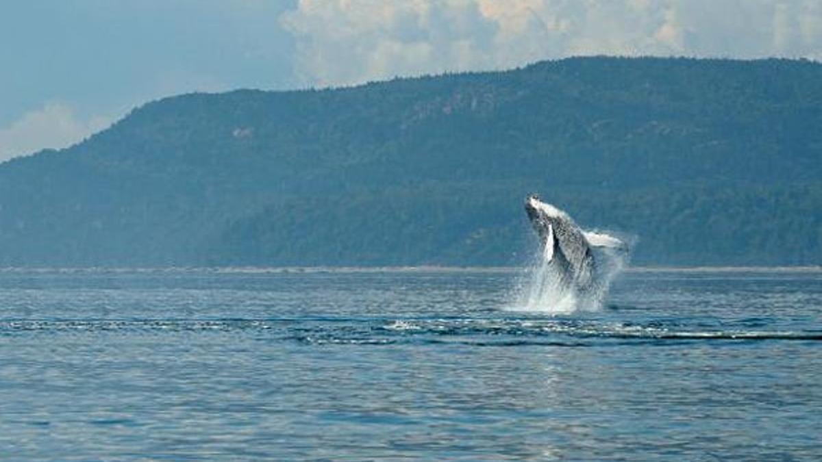 Avistamiento de ballenas en Quebec - Viajar