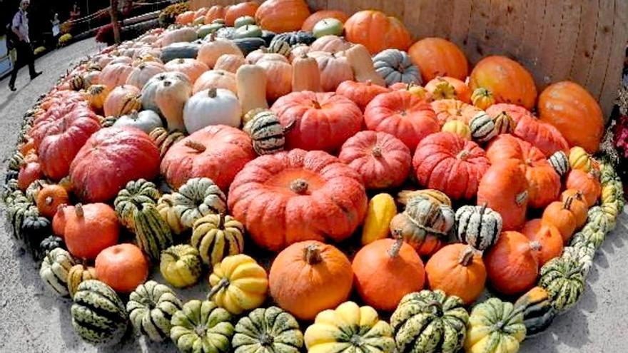La calabaza se corona como reina del otoño