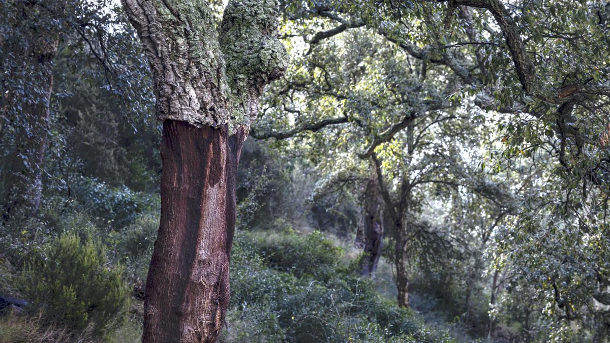 Chóvar, en el corazón de Espadán - Levante-EMV