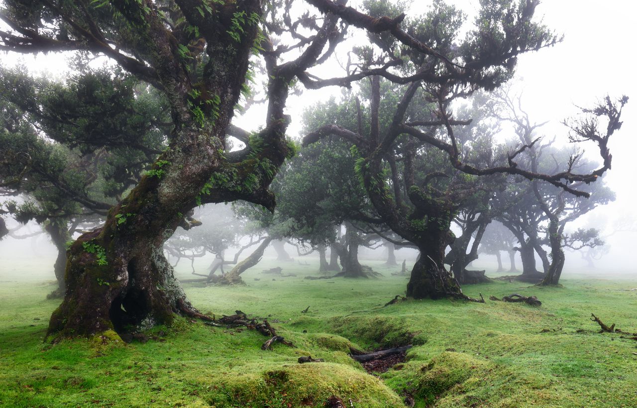 BOSQUE FANAL MADEIRA | El bosque de Fanal, la peculiar Reserva de ...