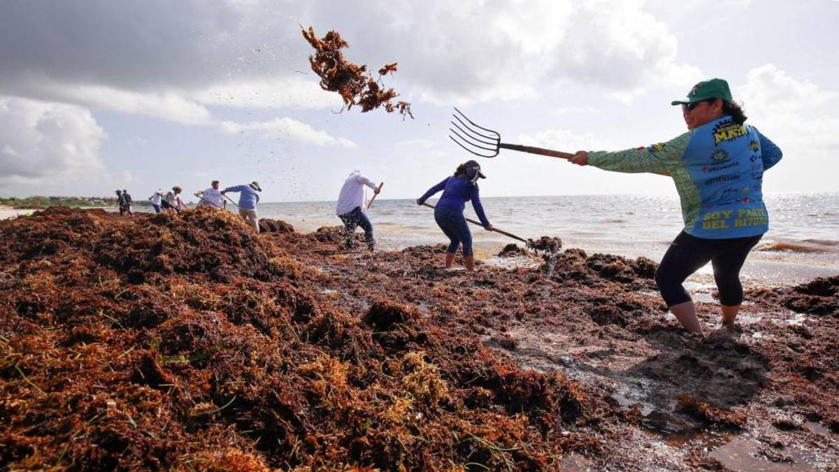 ALGAS COMBUSTIBLE VERDE | Las algas marinas podrían ser el nuevo ... ALGAS COMBUSTIBLE VERDE | Las algas marinas podrían ser el nuevo ...