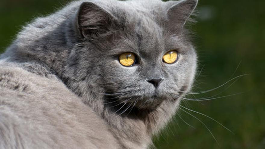 Las razas de gatos más grandes del mundo