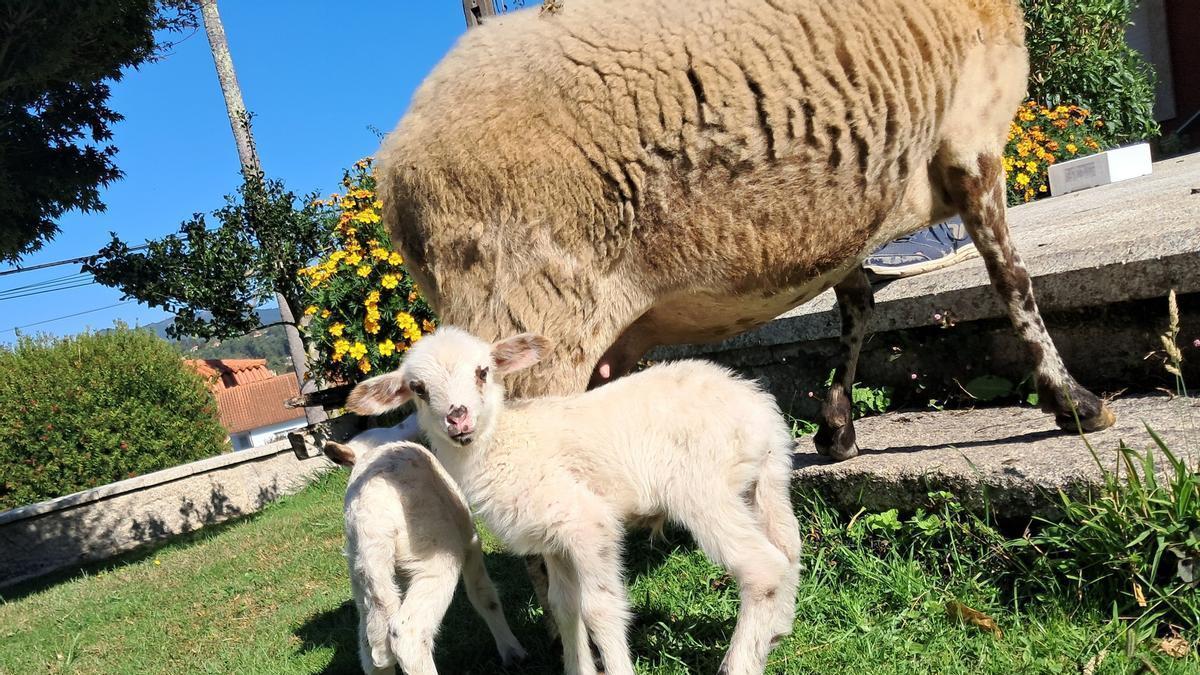 Oleada de robos de ovejas, cabras y otros animales en Val Miñor y Baixo ...