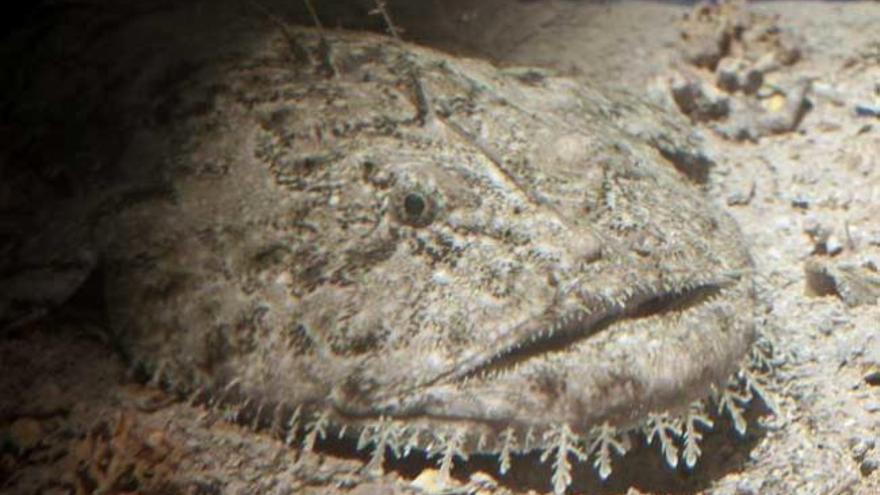 Los métodos de cortejo animal más curiosos