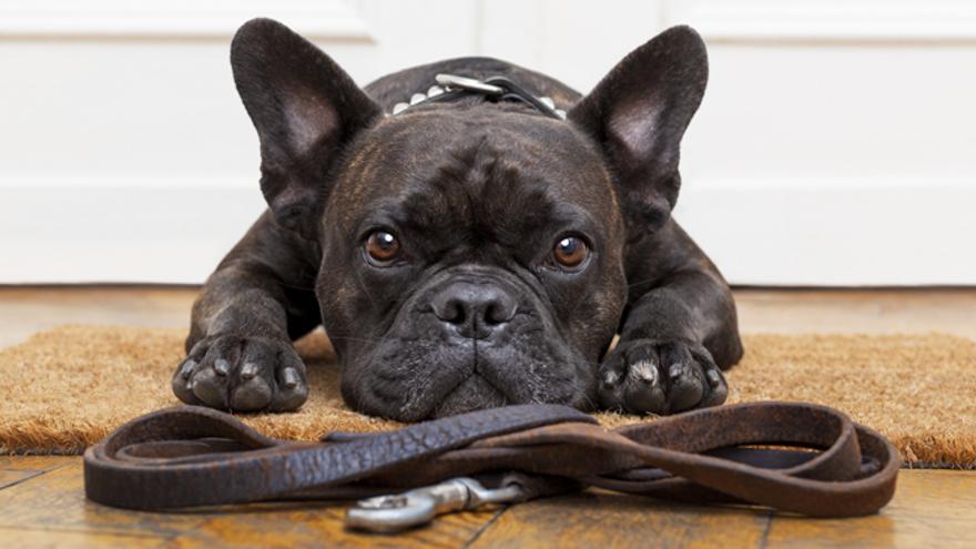 Les 10 millors races de gos per conviure amb nens