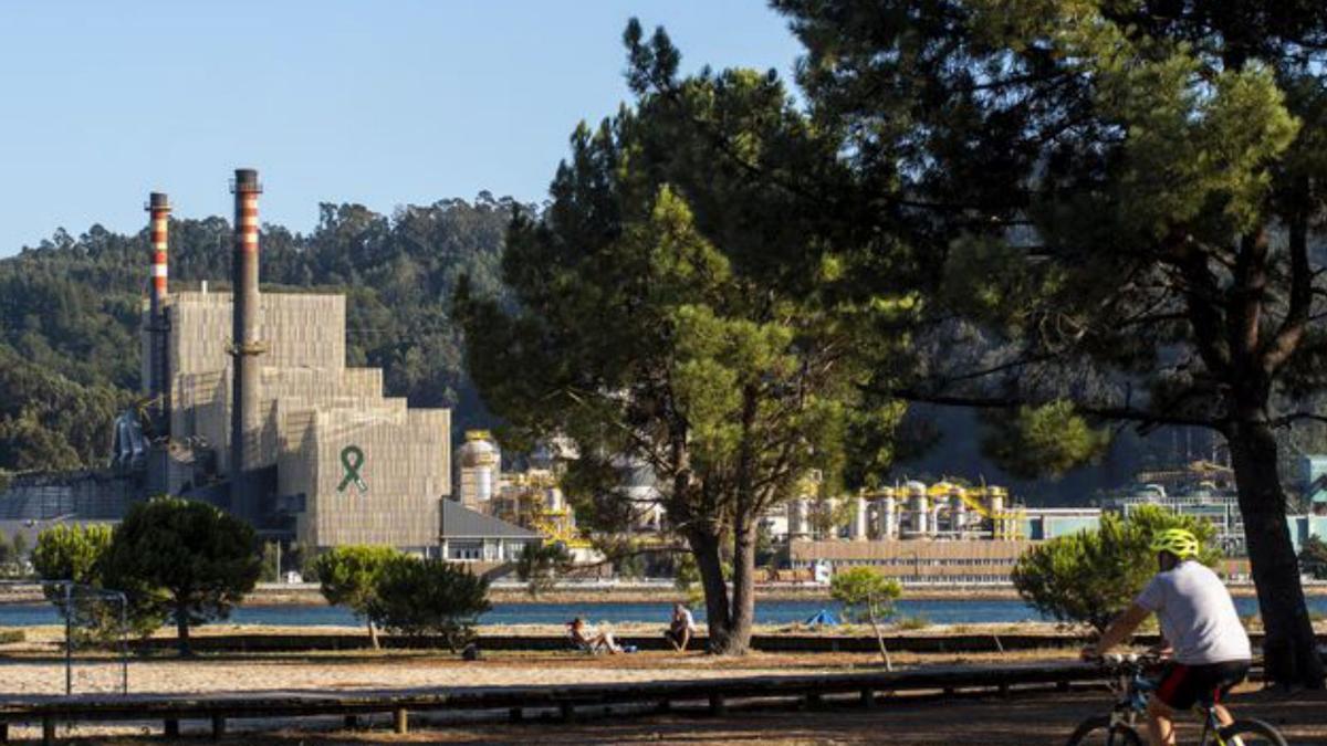 Ence obtiene la mejor puntuación en un análisis que mide la sostenibilidad