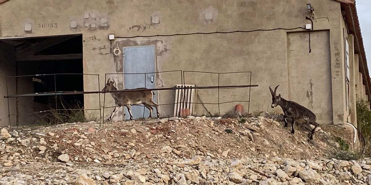 Peligro de extinción: "Las cabras hispánicas de Castellón están ...