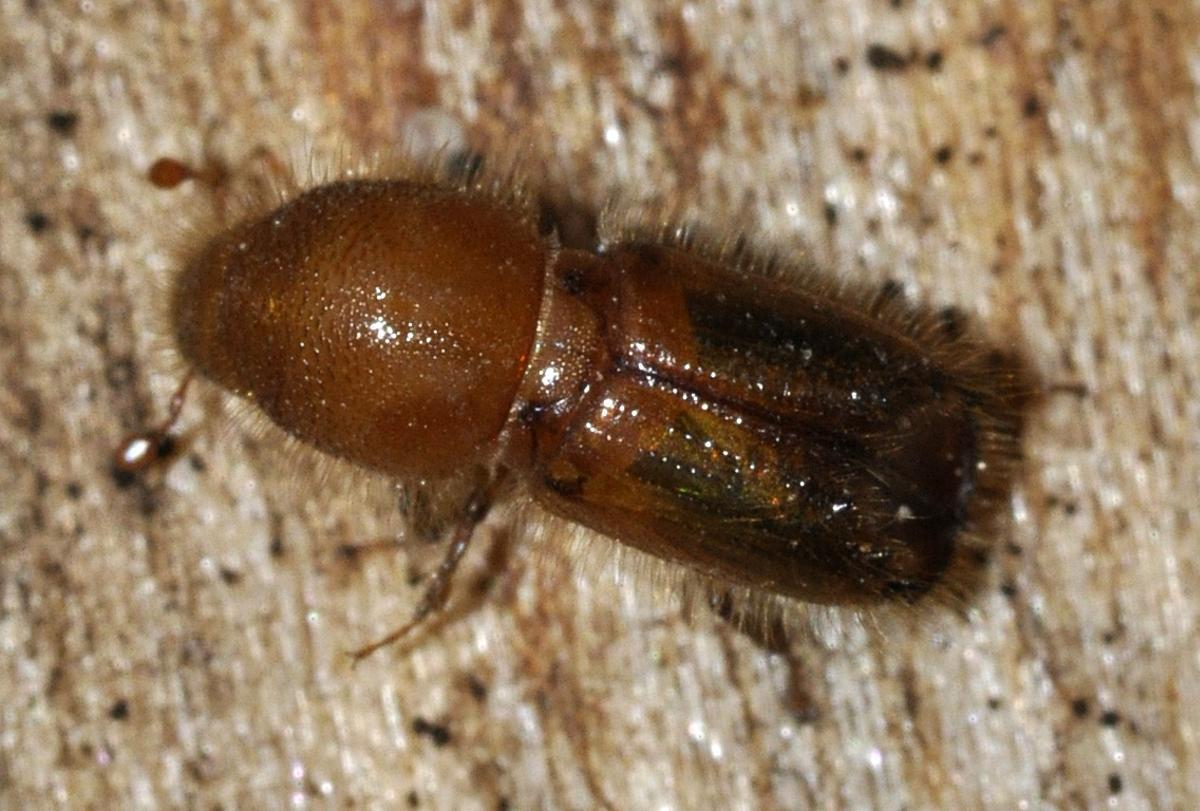 CAMBIO CLIMÁTICO BOSQUES | Nuevo peligro a la vista: aumenta la ...