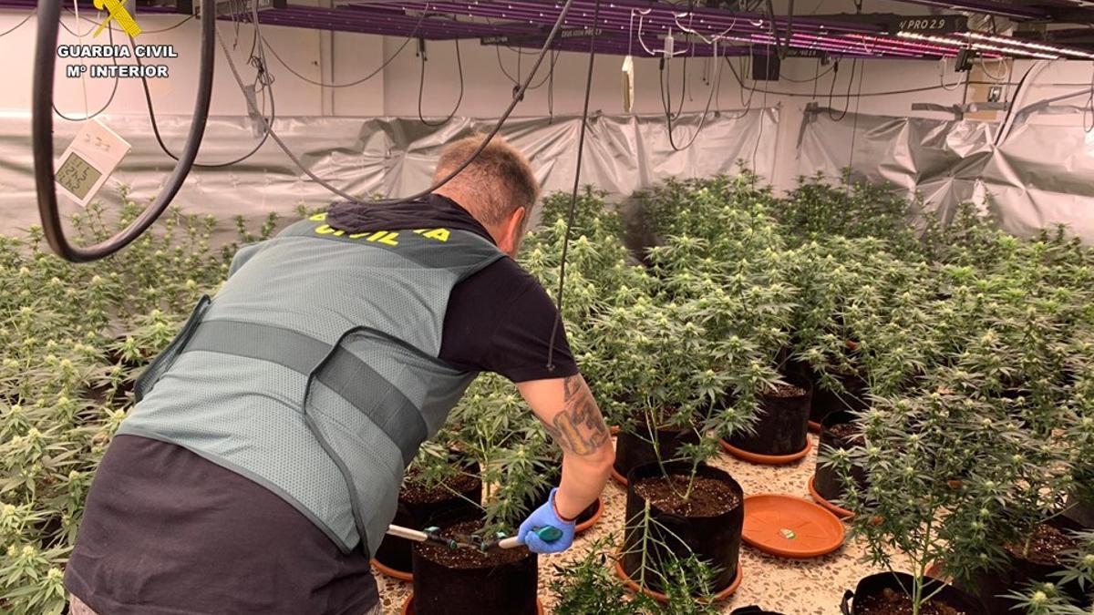 La Guardia Civil desmantela una plantación de marihuana en un chalet de Sax