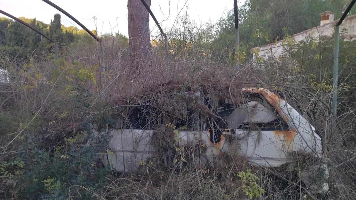 La Xàbia apocalíptica|La maleza se traga un coche
