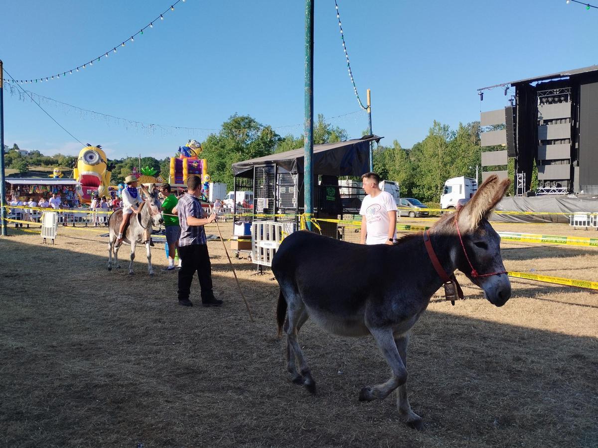 La carrera de burros de Pañeda, en imágenes