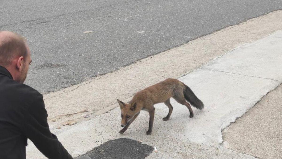 ANIMALES EN BUEU: Una cría de zorro se pasea por el parque empresarial ...