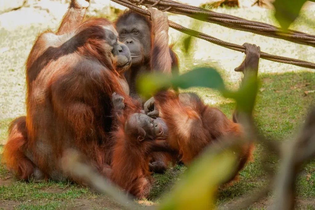 El planeta ha perdido el 60% de los orangutanes en 40 años - Información