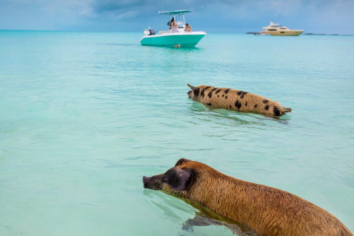 "Pig Island": la polémica isla de los cerdos nadadores - Viajar